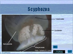 Bio Digital » Scyphozoa