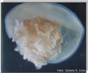 Bio Digital » Scyphozoa