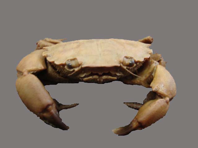 Bio Digital » Panopeus lacustris