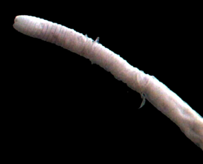 Bio Digital » Capitellidae