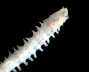 Bio Digital » Nereididae