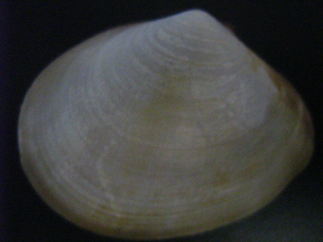 Bio Digital » Macoma constricta