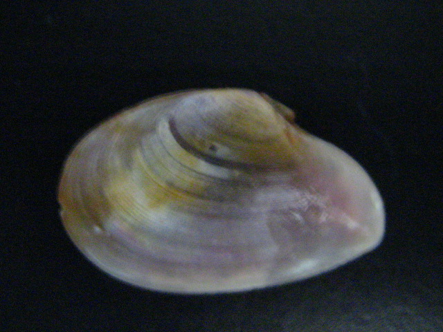 Bio Digital » Tellina lineata